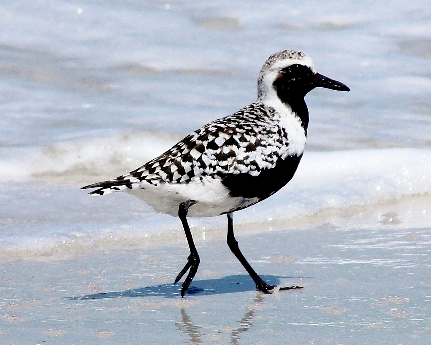 Joan and Dan's Birding Blog: Black-Bellied Plover