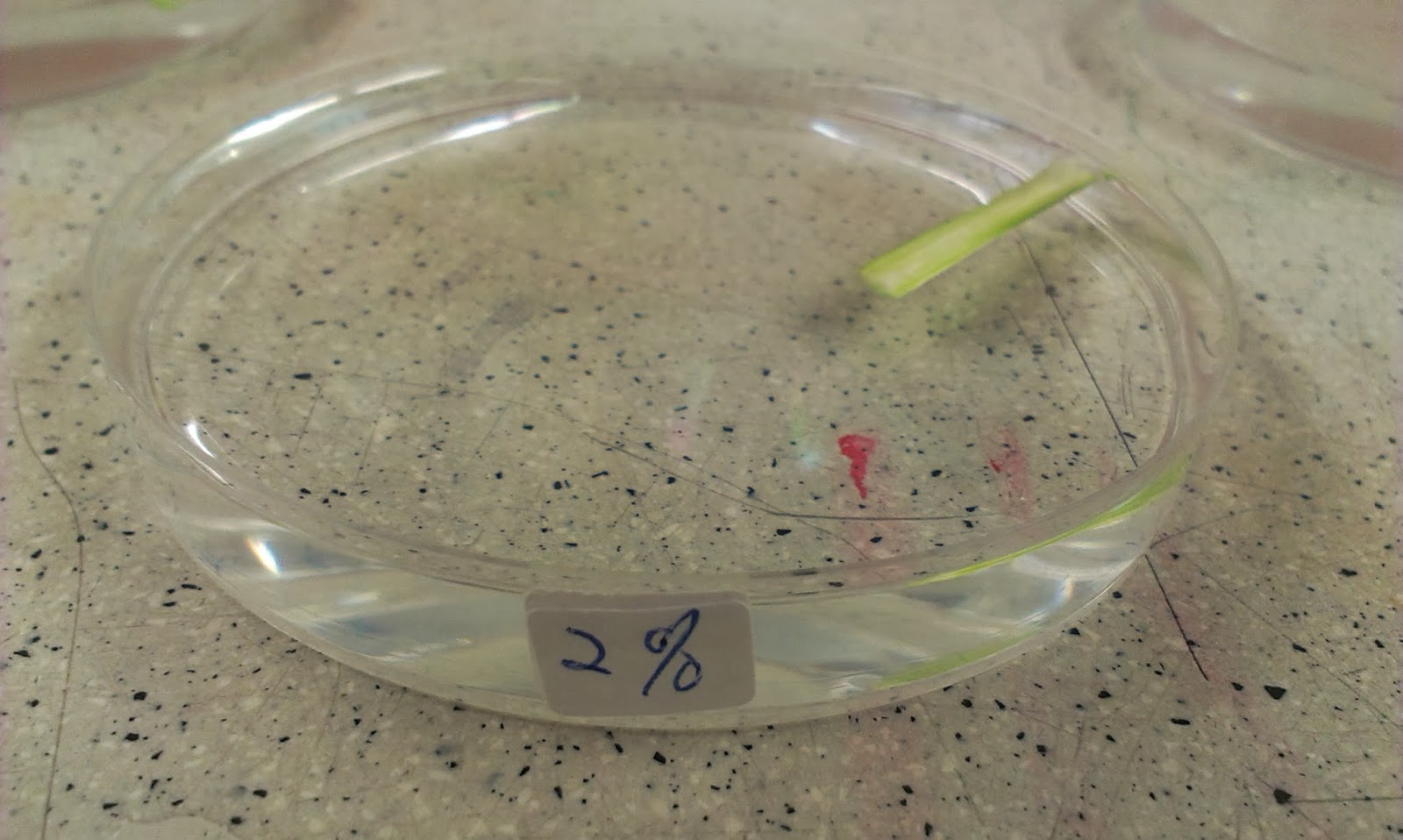 Biology E-journal: Practical lesson #2: Leek cells Lab Report