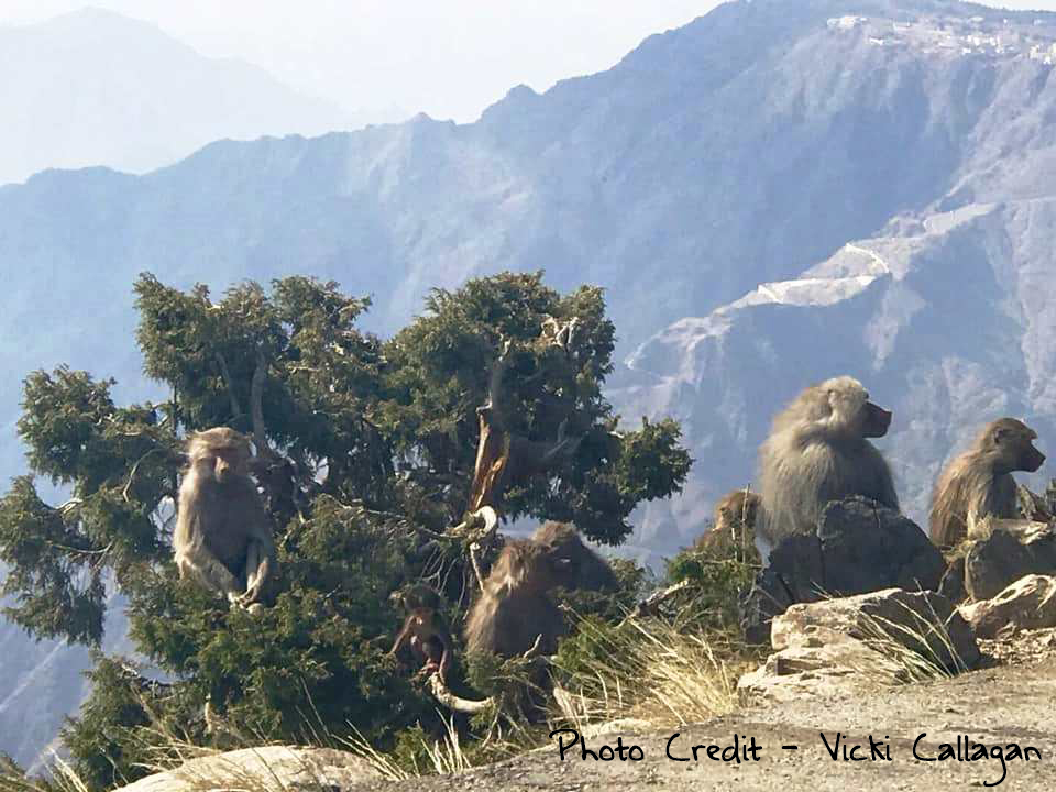 SUSIE of ARABIA: Saudi Arabia - Architecture and Art in Abha