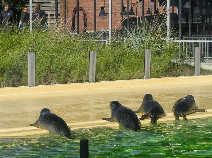 Heike Querbeet: Seehundstation Norddeich