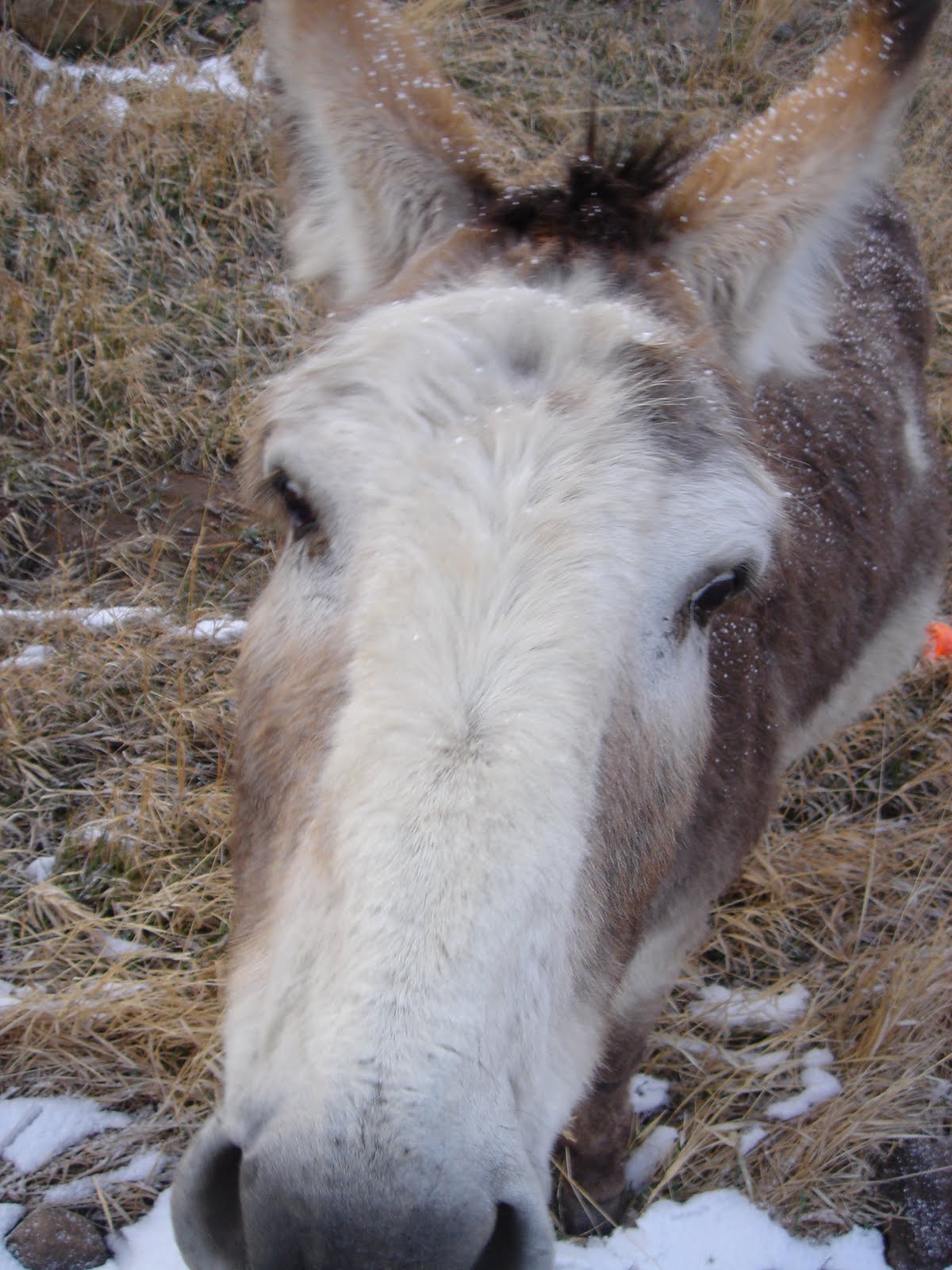 Feathers and Flowers: Free range donkeys