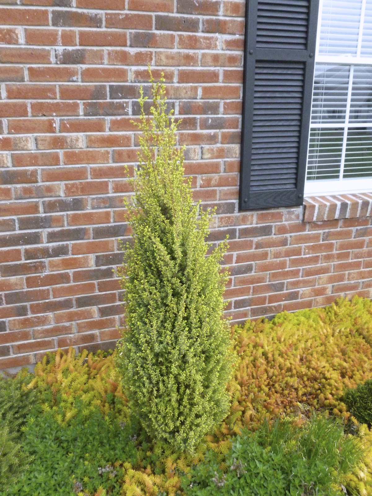 Plant Inventory: Juniperus communis / Columnar Juniper