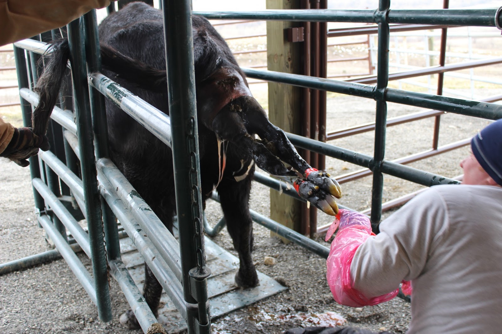 for the love of beef: When calving cows - never ignore your intuition.