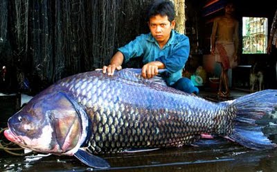 Big Fishes of the World: GIANT SIAMESE BARB CARP (Catlocarpio siamensis)
