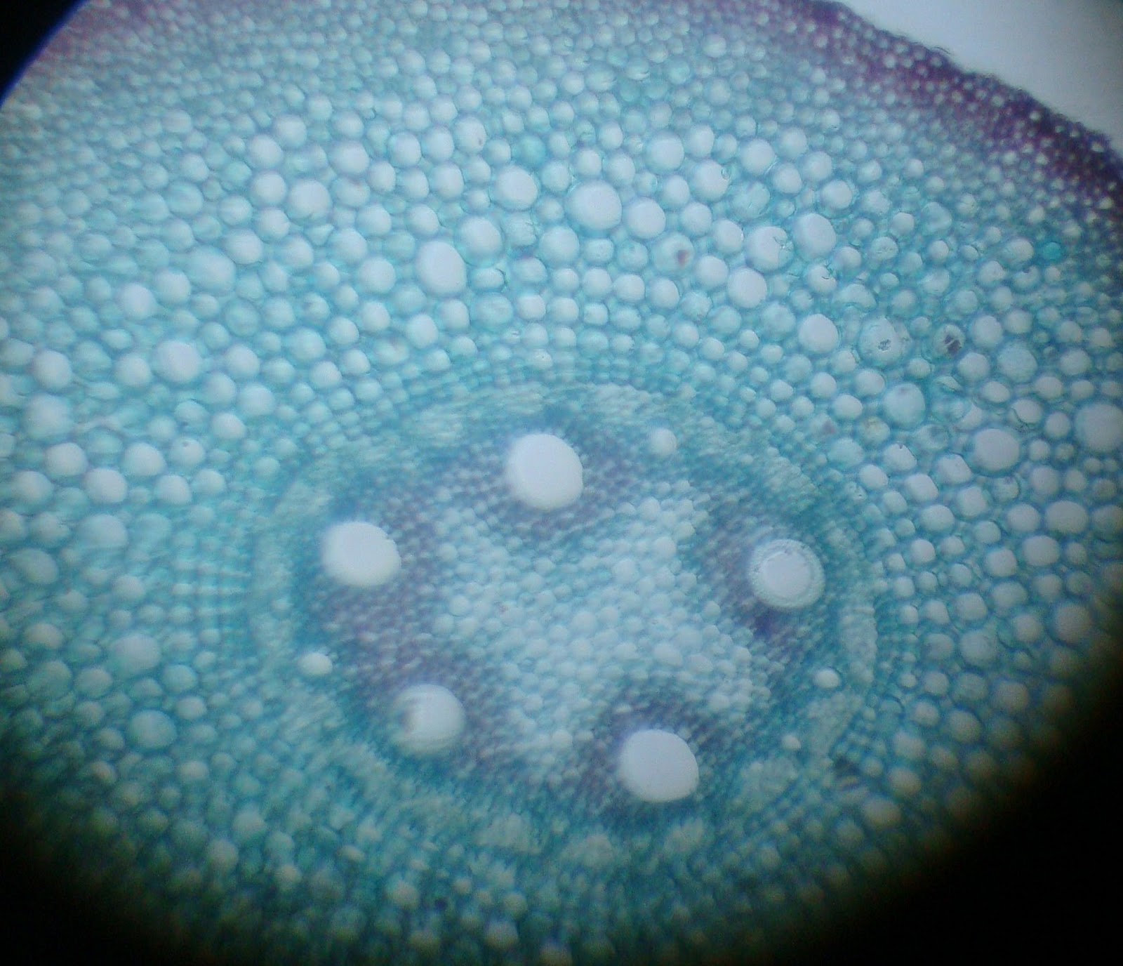 Jaringan Pada Tumbuhan