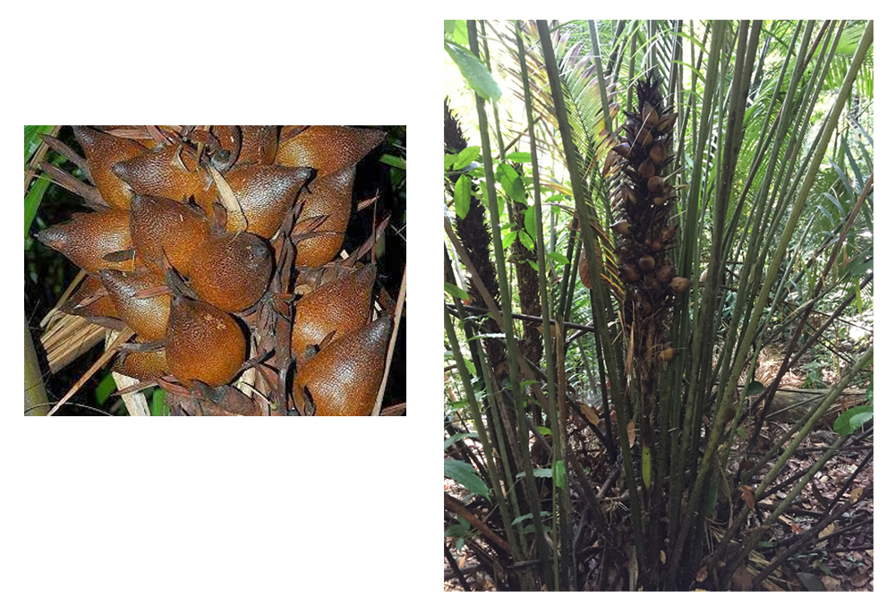 SamLusuh_LORAS@Lusuh_Adventure: Sumber Makanan Dari Buah-Buahan Dan ...