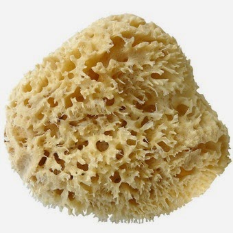 Je suis une éponge... - Little bird Parisian