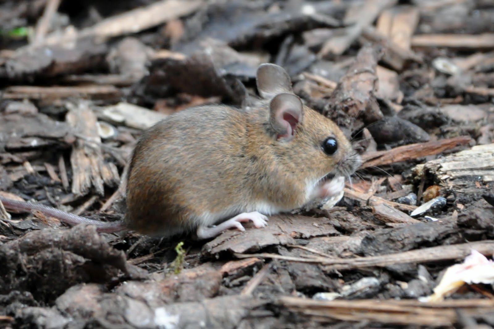 rambles with a camera: Wood Mouse in my garden ...