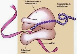 BIOLOGÍA 3º SECUNDARIA: Síntesis de proteínas