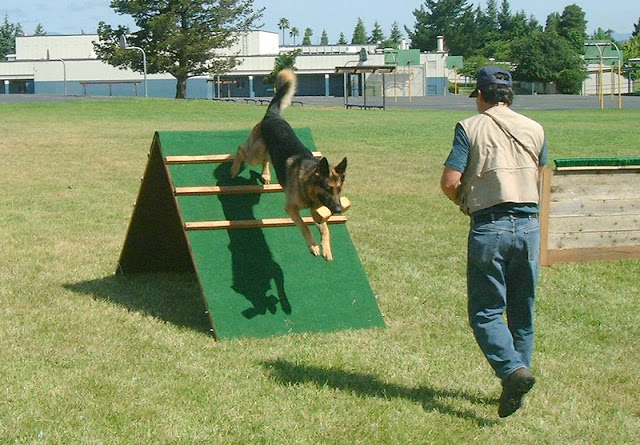 Training a German Shepherd - german shepherd