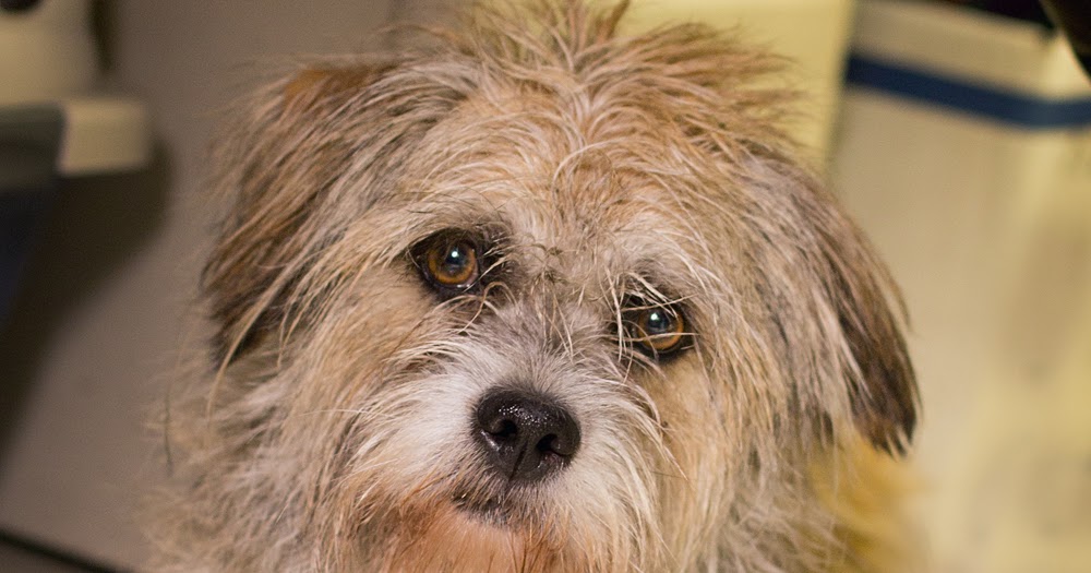 Shelter Dogs of Portland: "SCRUFFY" a Benji dog