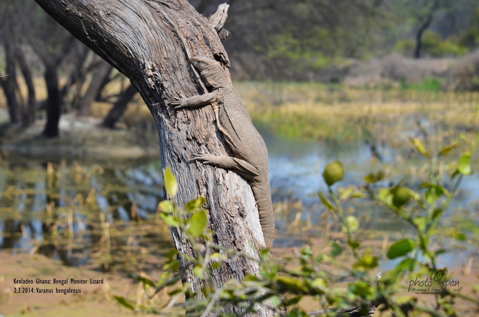 Bengal Monitor Lizard : Varanus bengalensis | Photo Span