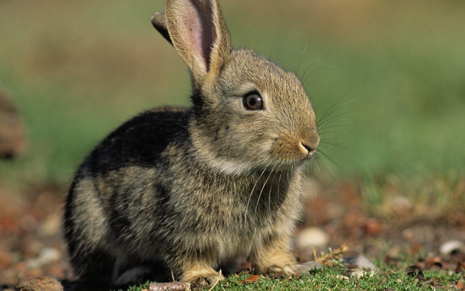 Top 33 Beautiful And Cute Rabbit Wallpapers In HD