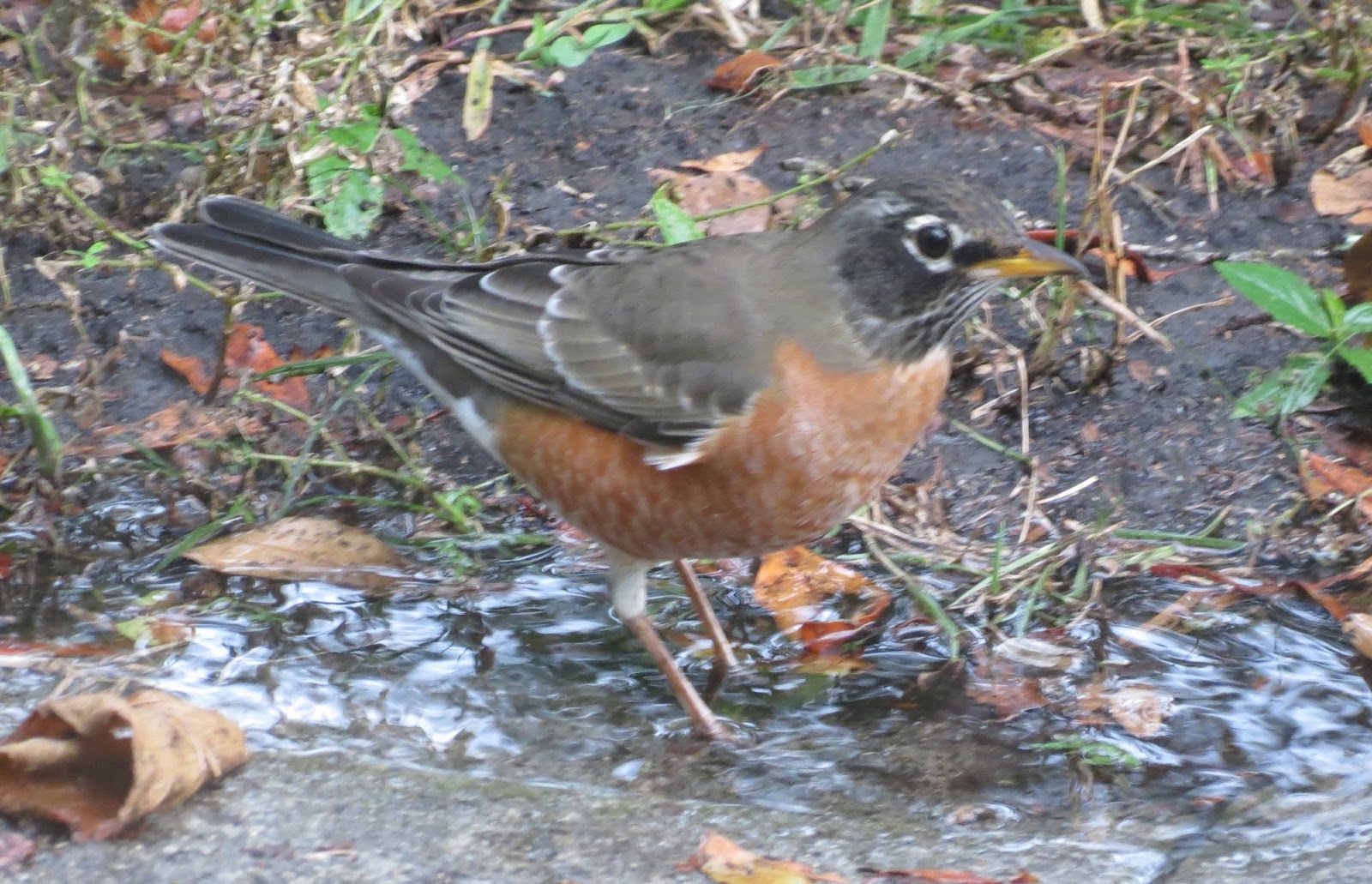 Angels for You: Showerful of Robins: An Angel Message