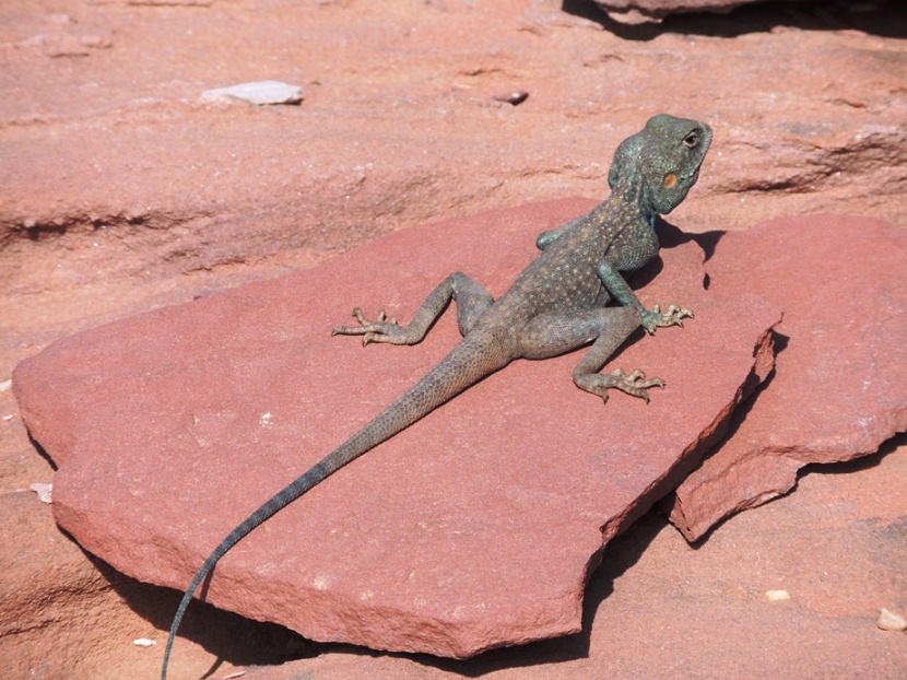 Birding for a Lark: Birding the desert, SW of Tabuk