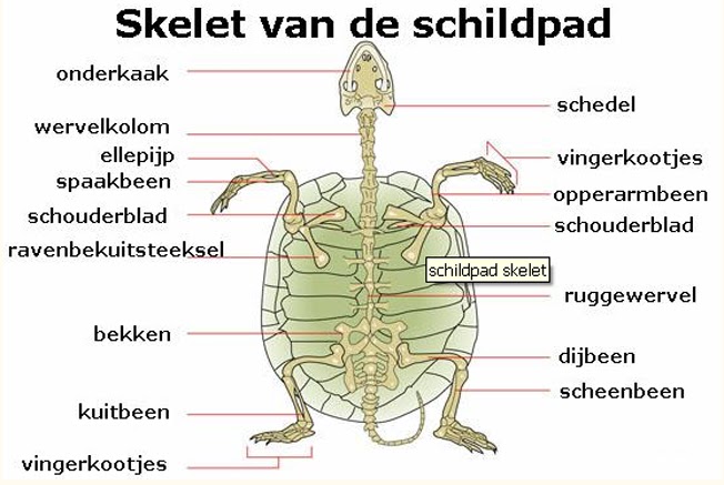 Dierproeven? / STOP Vivisectie: Schildpad