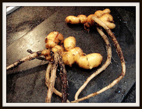 Gourmet Gardening: Growing ginger - the harvest
