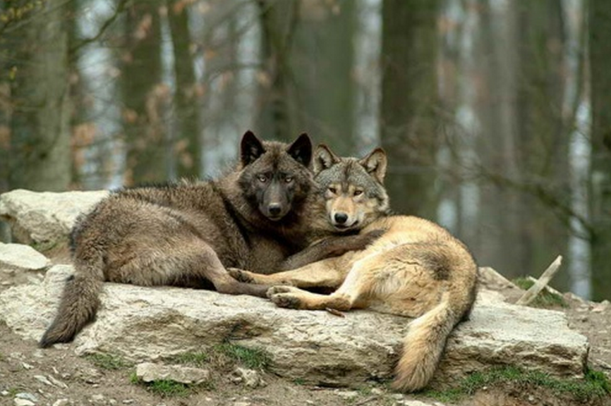 STOP WOLF HUNTS: WOLF PETITIONS