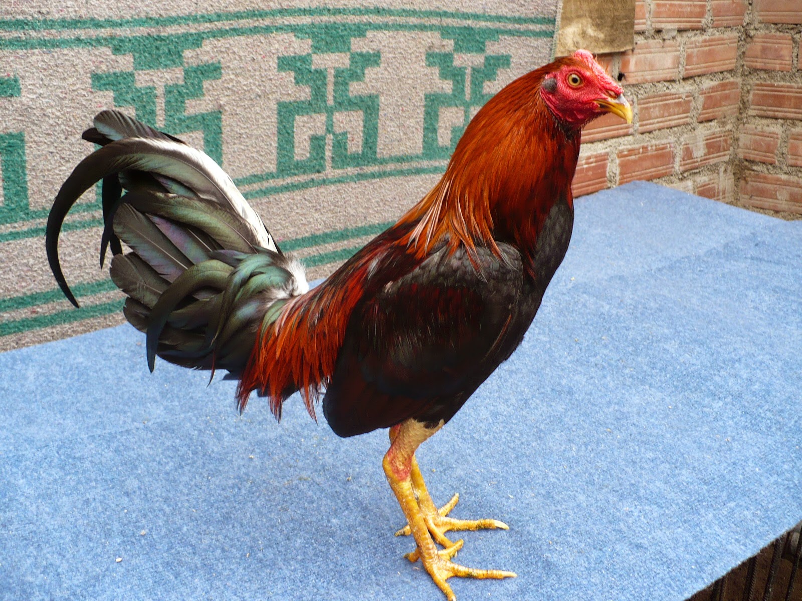 Gallo Combatiente Español ~ Blog Silvestrismo