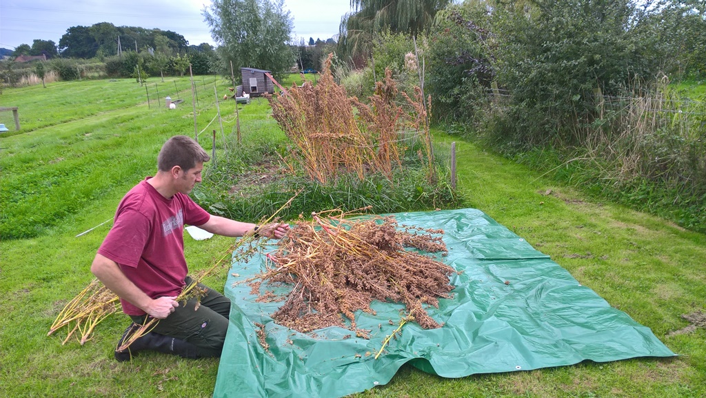 An English Homestead: Quinoa Growing - Small Scale Grain Growing