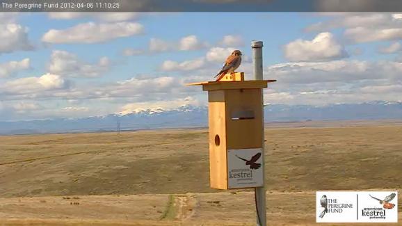 Experience Nature: Up-close with Kestrels - 2013 KestrelCam
