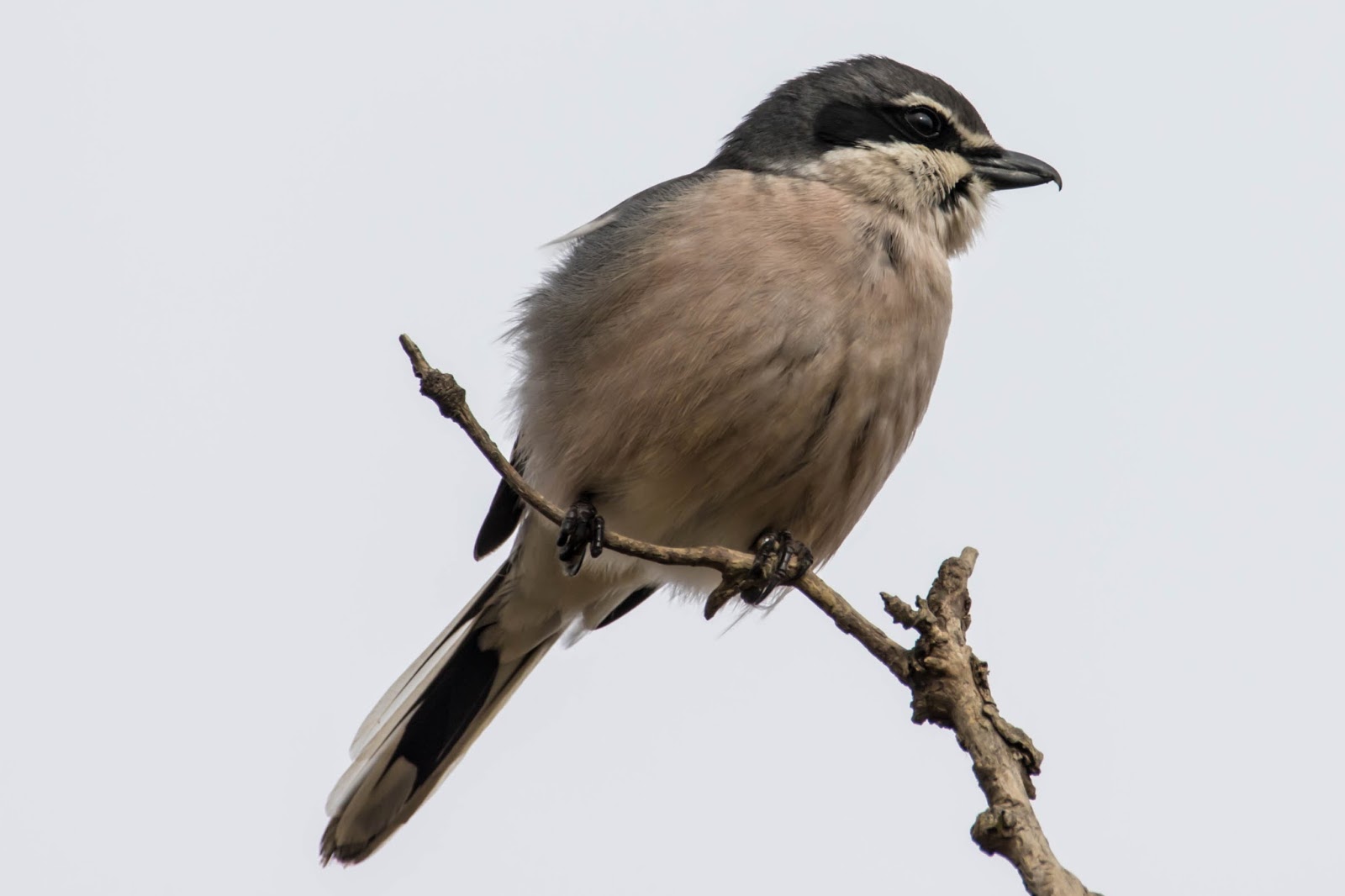 AVES DEL CIELO - BIRDS OF HEAVEN: Alcaudón real (Lanius meridionalis ...
