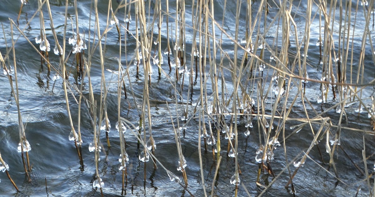 oog voor de natuur: Spel van golvend water, riet en ijs.