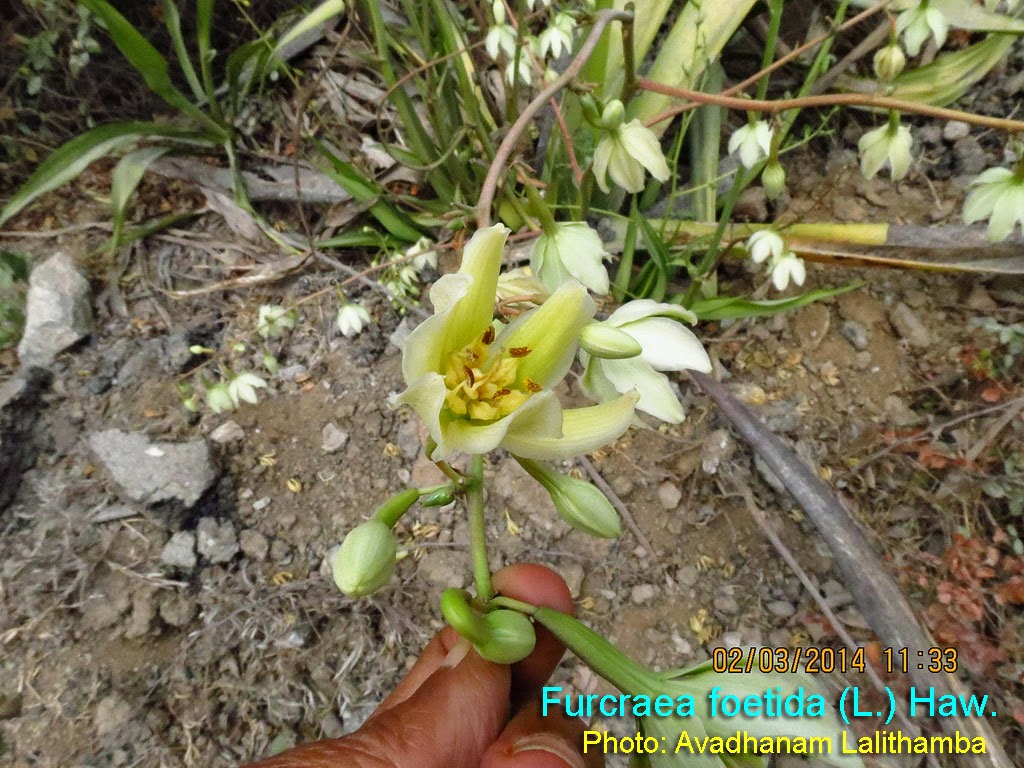Medicinal Plants: Furcraea foetida, Mauritius-hemp, Green-aloe
