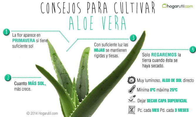 LA SABILA: CULTIVO DE LA SABILA (IMAGEN)