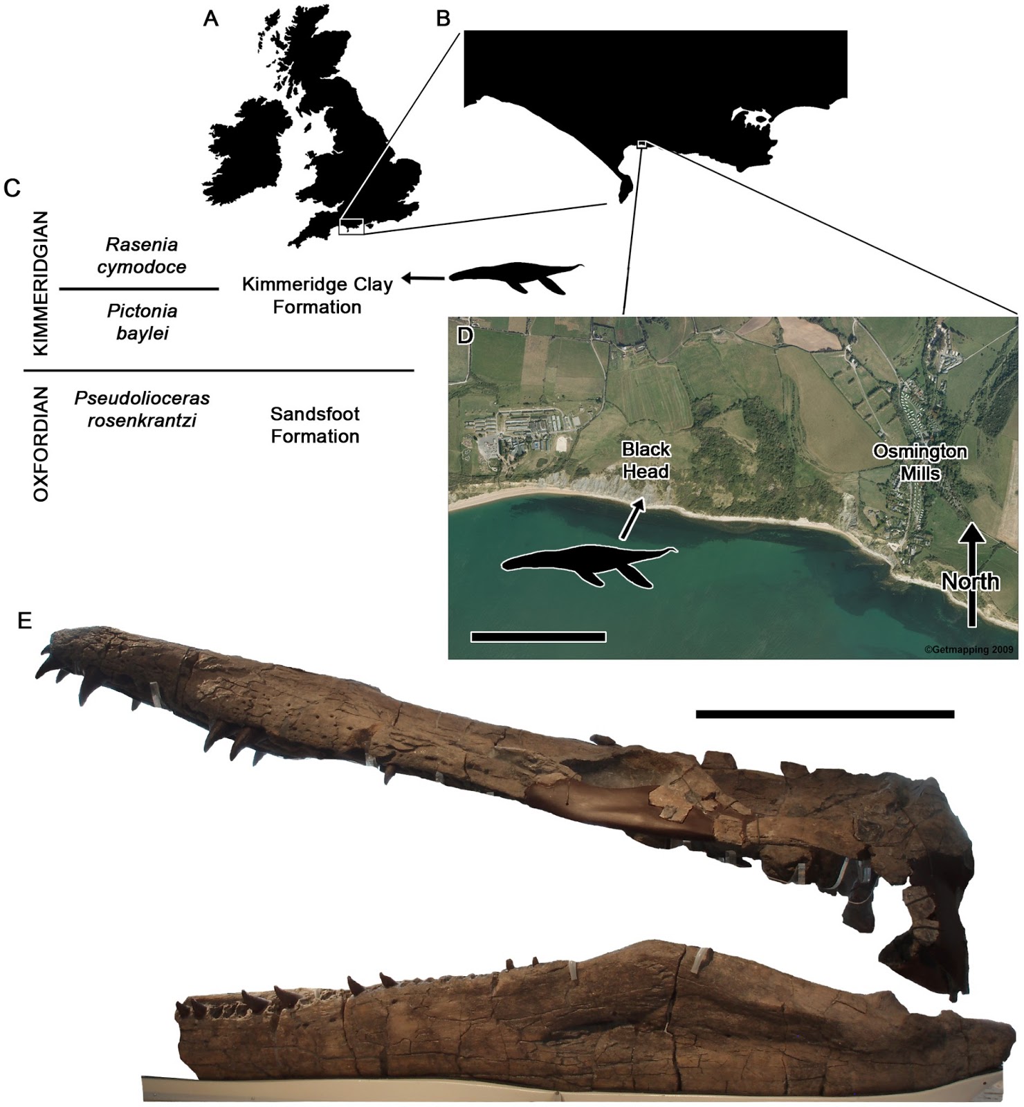 Species New to Science: [Paleontology • 2013] A Giant Pliosaurid Skull ...