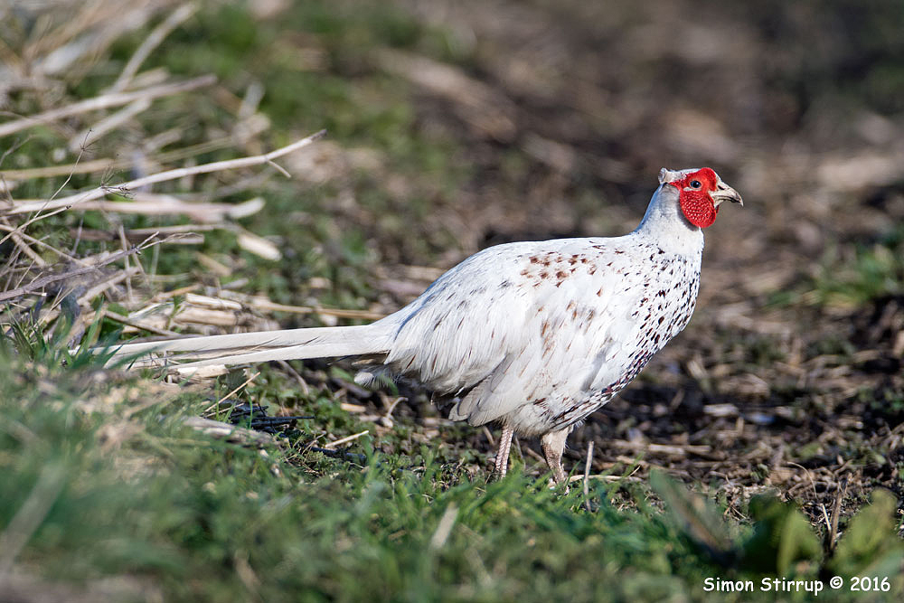 CAMBRIDGESHIRE BIRD CLUB GALLERY: White Pheasant
