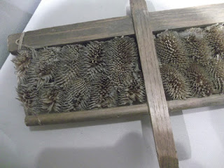 HeartSong Studio: Ginning Cotton by Hand