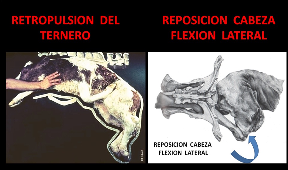 MANUAL DE REPRODUCCION BOVINA: PARTO PUERPERIO