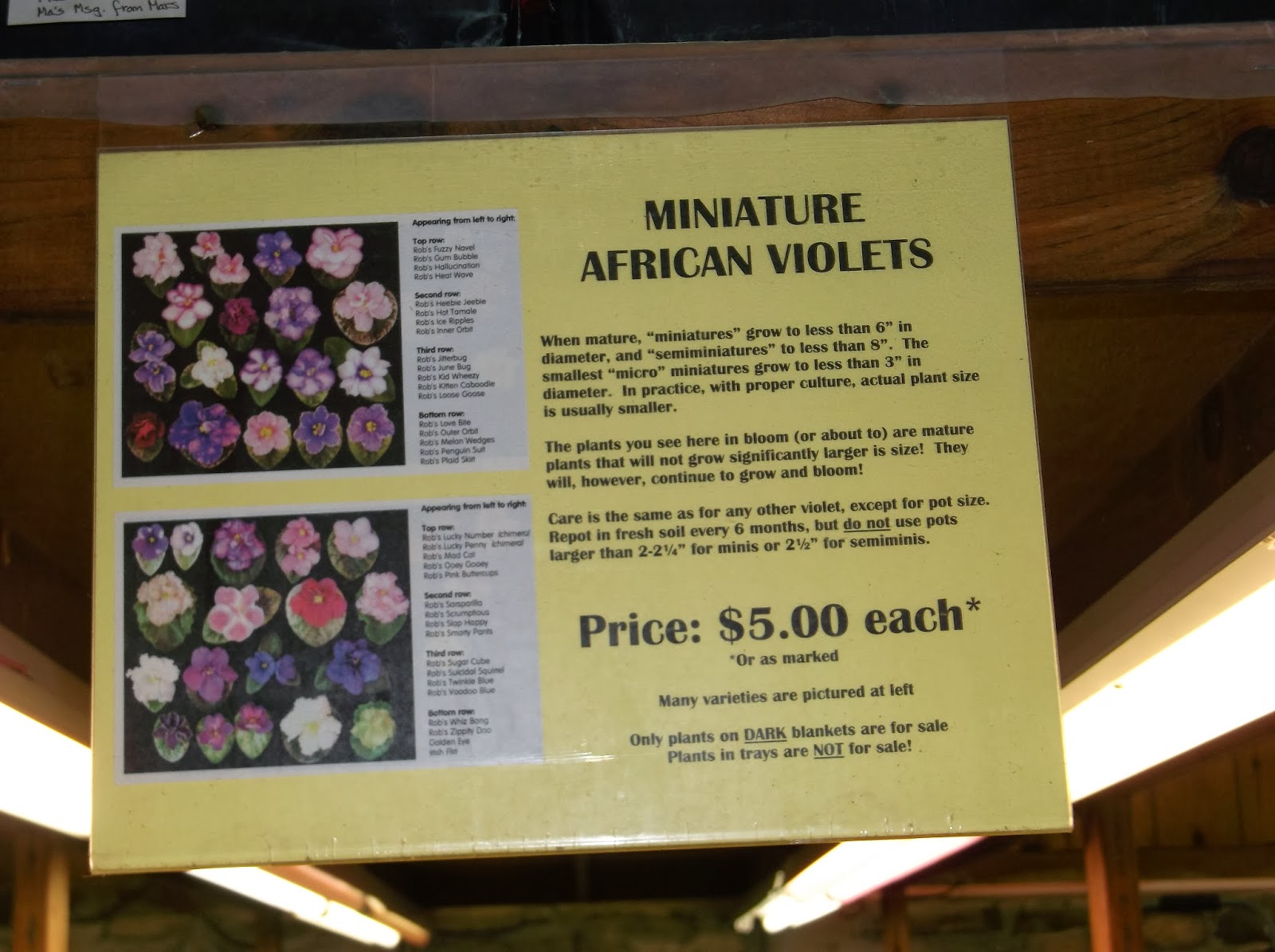 New York State of Mind: THE VIOLET BARN AFRICAN VIOLETS