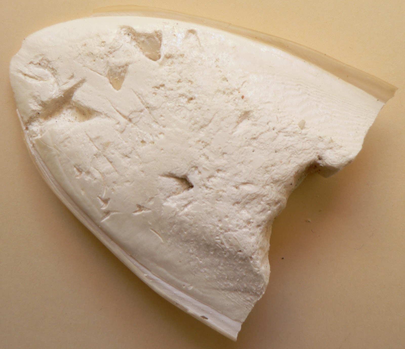 livius.colect.: FOSILIZAM