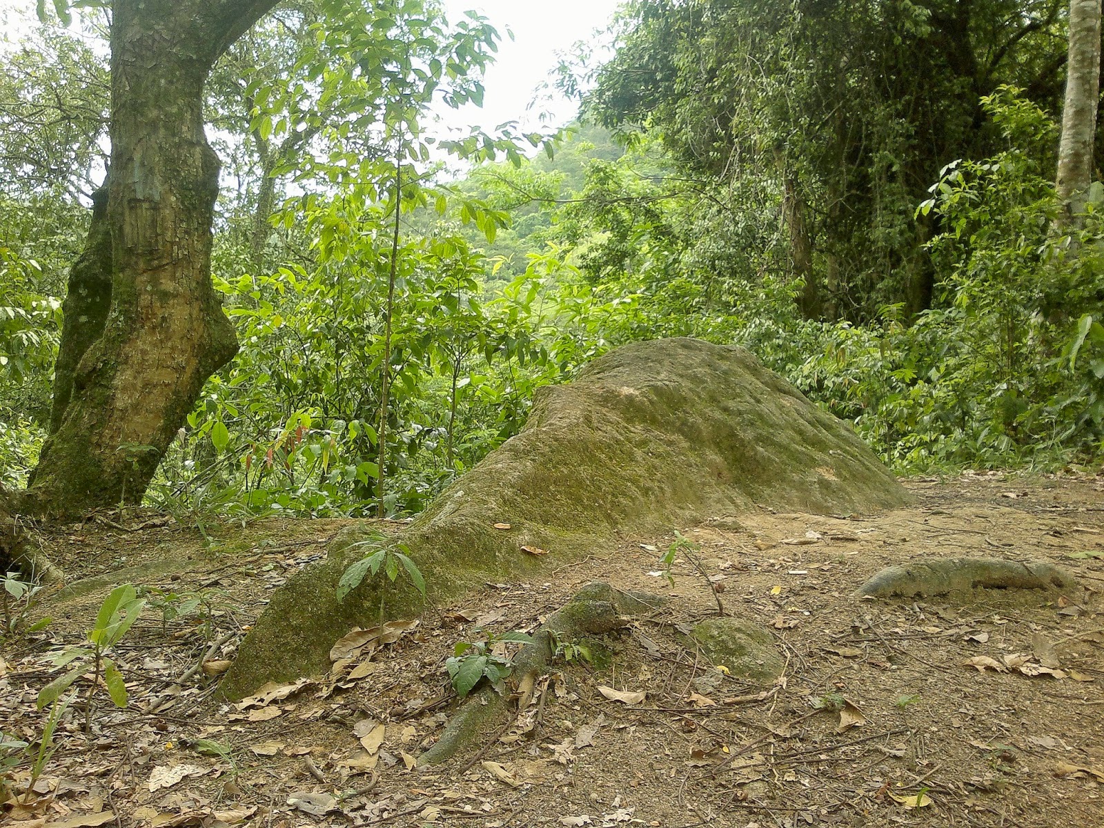 Trilhas e Pedais : Bosque da Barra + Quitite