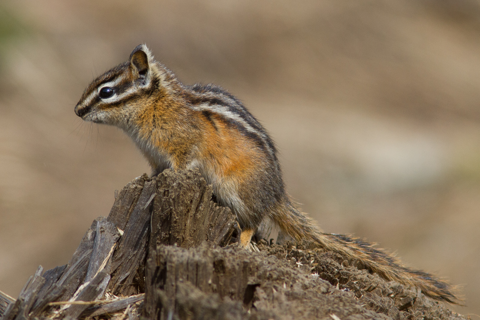 Fur & Feathers 500 - a Canada Big Year for Birds and Mammals: Hope to ...