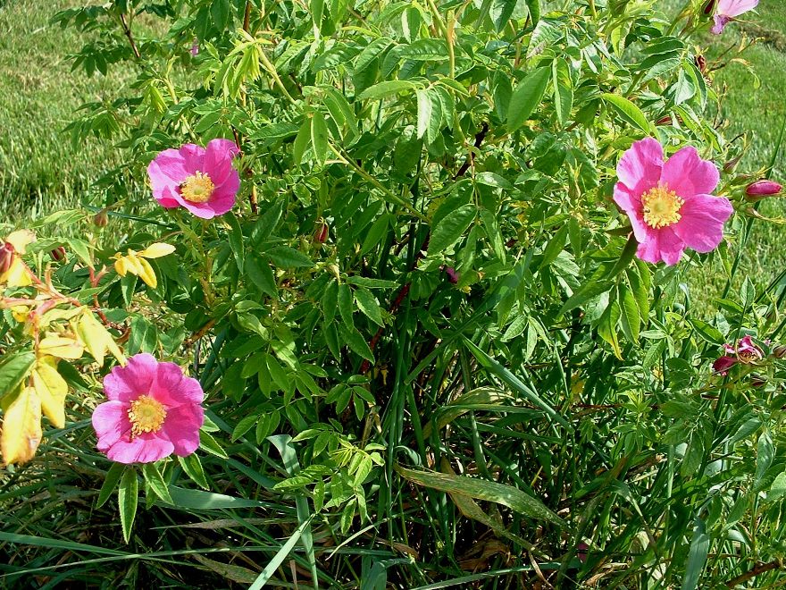 Mid-Atlantic Plant Research Center: Rosa davidii