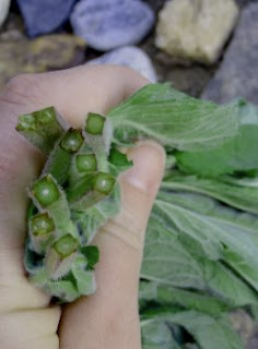 Wild Things in June - Mint Family