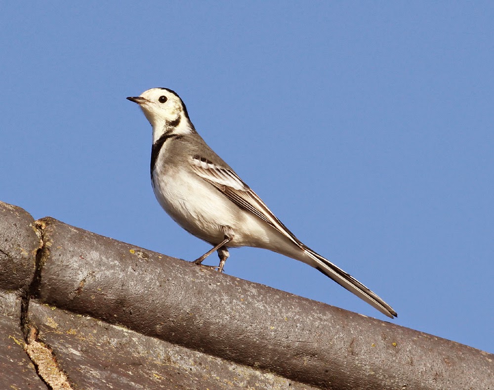 Another Bird Blog: Steady If Unremarkable