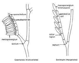 Zoopagomycota – Variety of Life