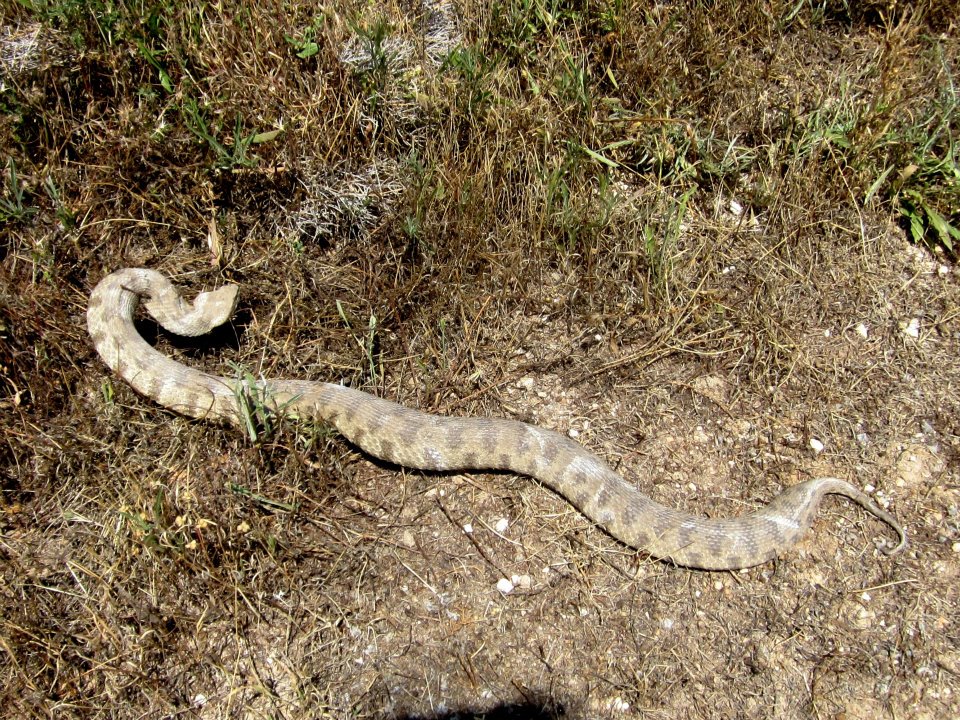 Ερπετά και αμφίβια της Κύπρου - Reptiles and amphibians of Cyprus by ...