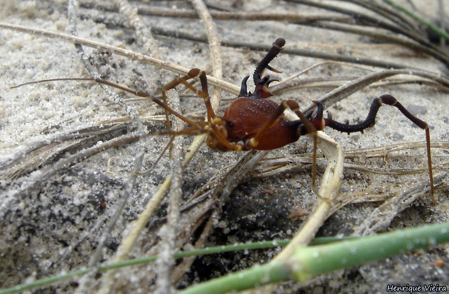ll Procurando Animais ll: Aranha Opilião