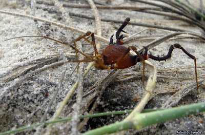 ll Procurando Animais ll: Aranha Opilião