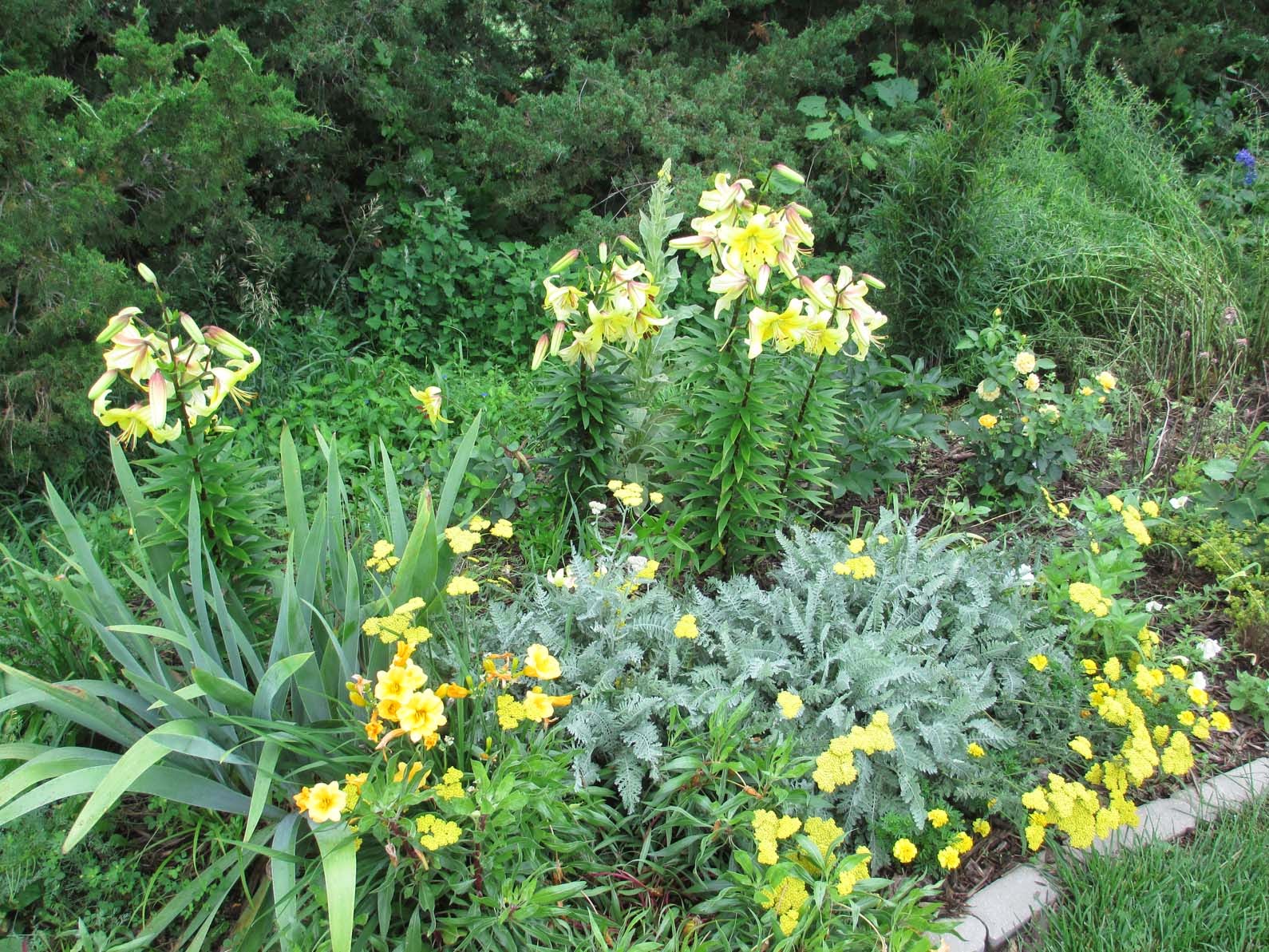 Garden Fancy: Lilies and the Rainbow Border