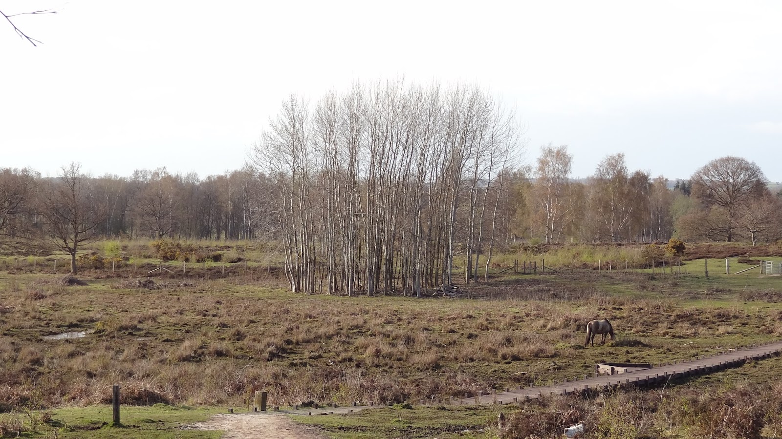 Jake of Winter Hill Adventures: Kent ,Hothfield Common