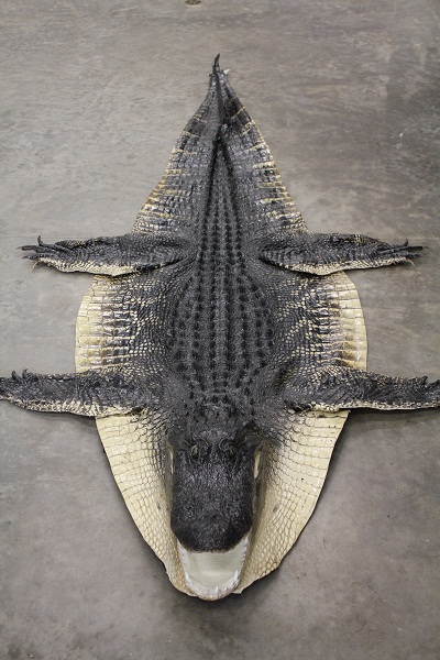 Cordray's: Alligator Rug by Cordray's Taxidermy