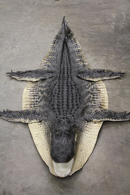 Cordray's: Alligator Rug by Cordray's Taxidermy