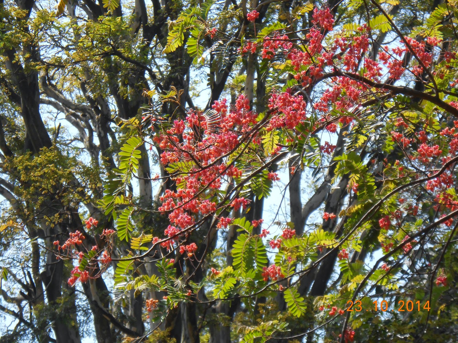 Árvores de Assis: Cássia-rosa