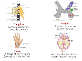 EXAMS AND ME : Geniculate Ganglion